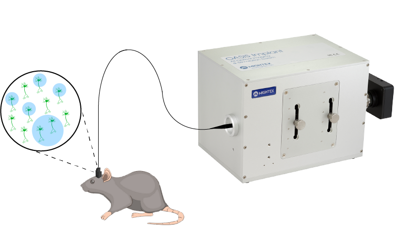 OASIS: All-Optical Optogenetics and Calcium Imaging Platforms | Mightex