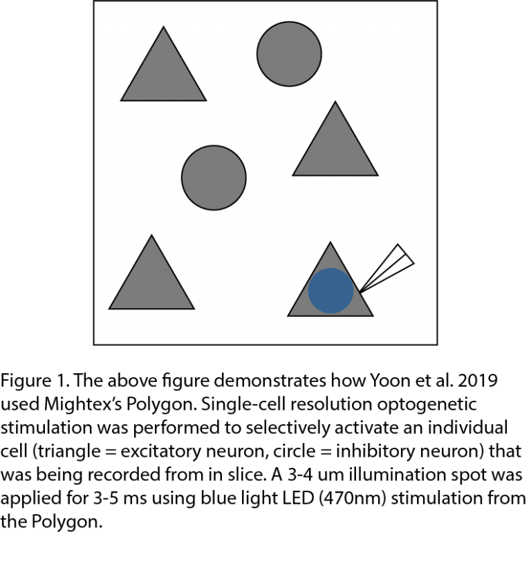 How It Works: Decoding Network Activity in the Prefrontal Cortex with ...