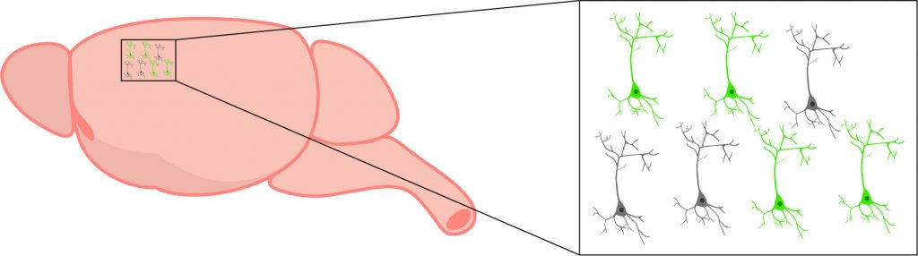 What is In Vivo Calcium Imaging? Visualizing Neural Activity