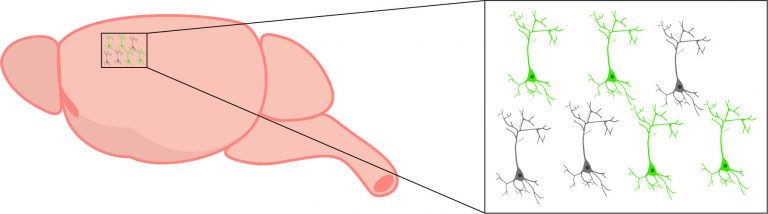 What is In Vivo Calcium Imaging? Visualizing Neural Activity