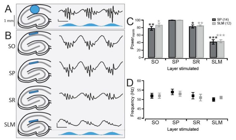 What is Optogenetics? Controlling Neural Activity Using Light