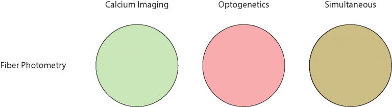 Can Optogenetics be Integrated with Fiber Photometry? | Mightex