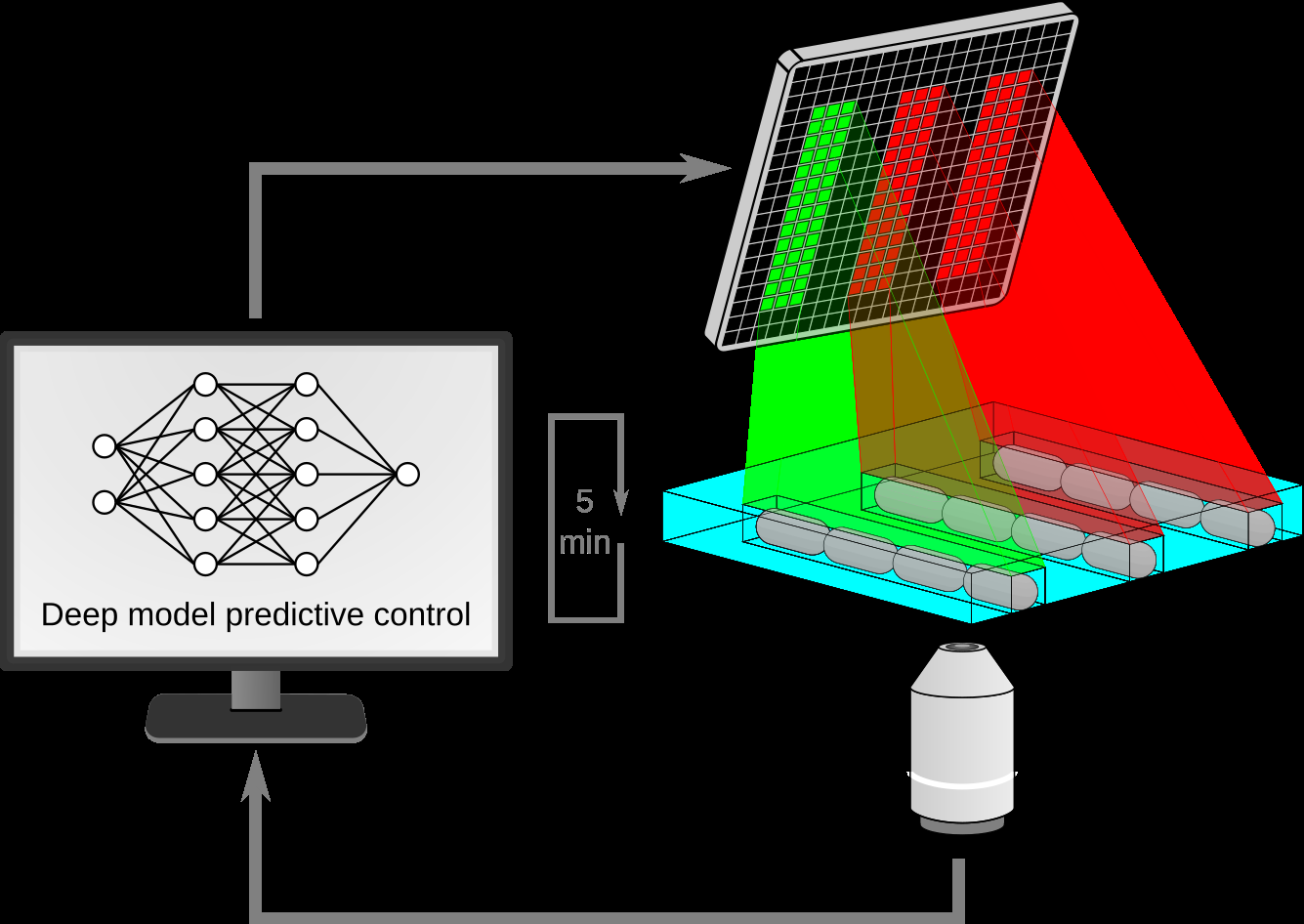Deep Model Predictive Control Via Optogenetics With The Mightex Polygon