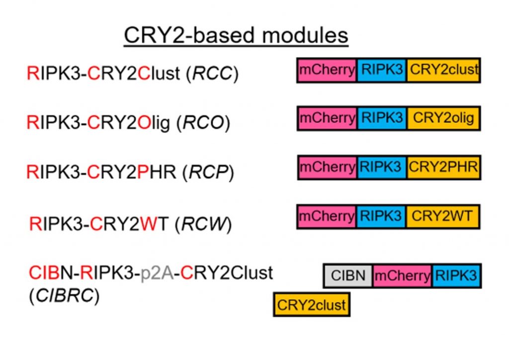 Spatiotemporal Control Of Inflammatory Lytic Cell Death Through Optogenetic Induction Of Ripk3